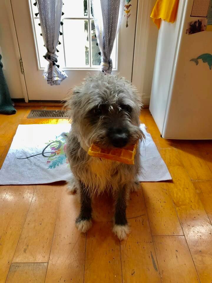 ALL THE PETS THAT I HAVE NAMED HAVE TWO NAMES – Dianne Pearce Writes